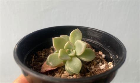 다육이 잎꽂이 번식 새싹 화분 가드닝 식물키우기 취미생활 네이버 블로그