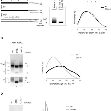 Structure Of The Fmr1 5 0 Utr In Human And Mouse Brain A Nucleotide