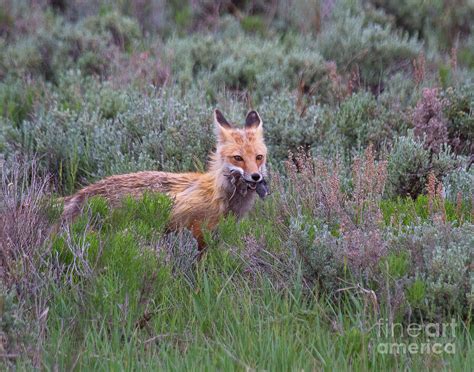 The Two Fer Photograph By Jim Garrison Fine Art America