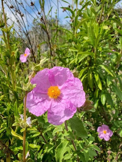 50 Great Gopher Resistant Plants For California And Beyond ~ Homestead