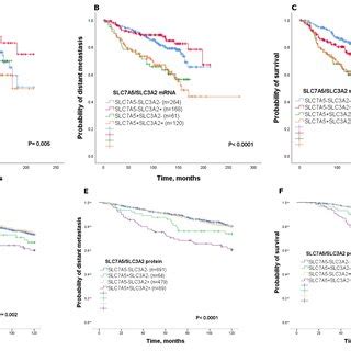 A Negative And Positive SLC7A5 Protein Expression And B Negative