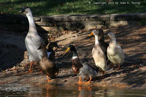 Duck Goose Hybrids
