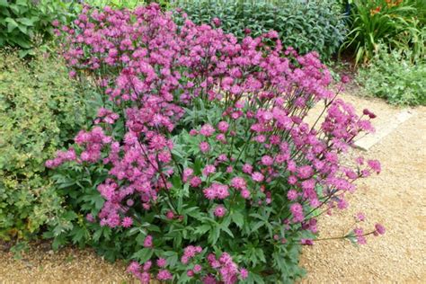 Astrantia Ruby Star Ballyrobert Gardens