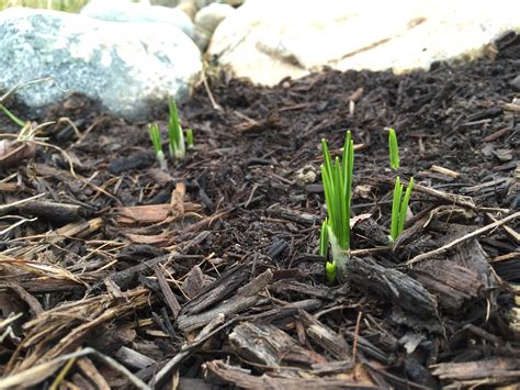 Crocus Vigil Day 14 First Day Of Spring Backyard Neophyte Landscaping