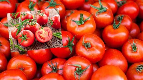 Kg Tomato Rs అతవషట అనవషట కల టమట ర లబదబమటనన రతల Tomato price