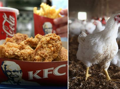Kfc Chickens Genetically Modified