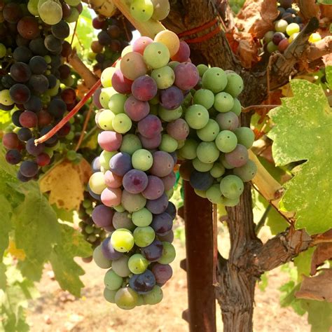 Zinfandel Thrives in California • Sip Savor Smile