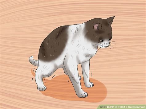 3 Ways To Tell If A Cat Is In Pain Wikihow