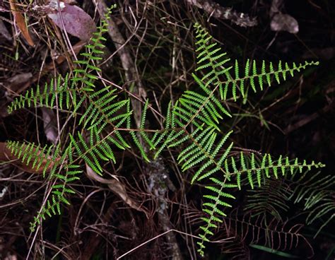 Gleichenia Dicarpa Yarra Ranges Local Plant Directory