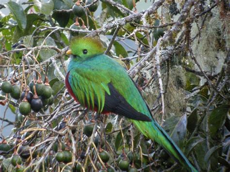 Resplendent Quetzal National Bird Of Guatemala