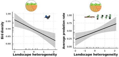 Predicted Responses Of Bird Diversity And Average Predation Rate In