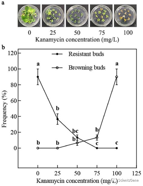 Plant Biotech J在黄瓜中使用抗生素和乙酰丁香酮改进根癌农杆菌介导的遗传转化体系 知乎