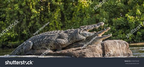 Mating Two Nile Crocodile Crocodylus Niloticus Foto De Stock 410975539