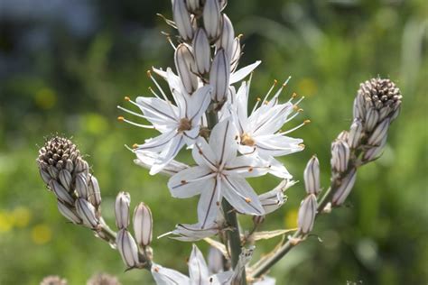 Asphodel Flower Meaning