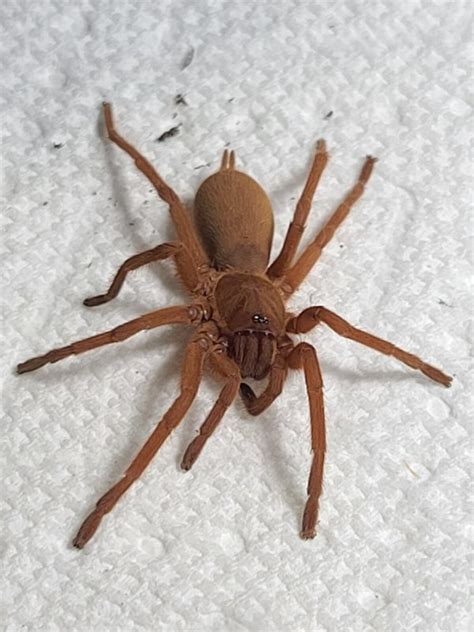 Orphnaecus Philippinus Philippine Tangerine Tarantula 5 75 Bug