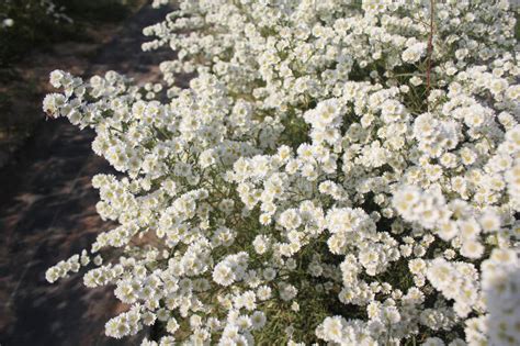 Flowers Are The Reproductive Structures Of Flowering Plants