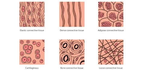 The Ultimate Anatomy Tissues Quiz Trivia Questions