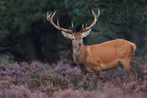 Wild Belvilla Blog