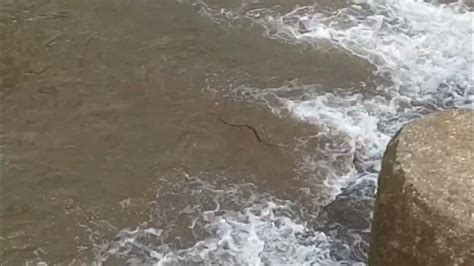 चढणीचे मासे पकडन्या साठी अलेला साप 😳। Water Snake 🐍 Youtube