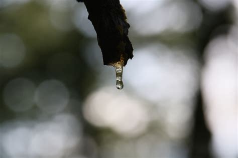 Nature Drop Sap - Free photo on Pixabay - Pixabay