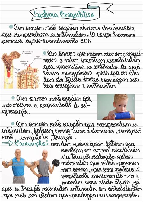 Sistema Esquelético Introdução Anatomia Dos Sistemas Orgânicos