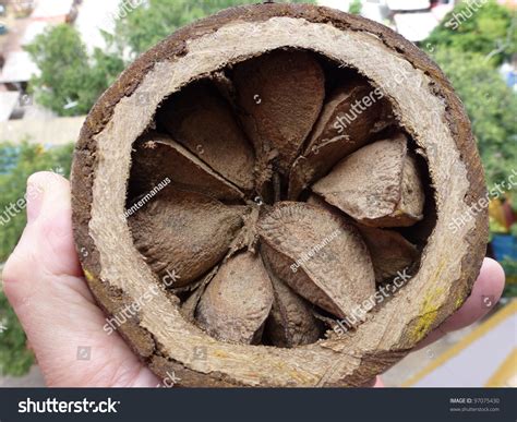 3 466 Brazil Nuts Tree Bilder Arkivfotografier Og Vektorer Shutterstock