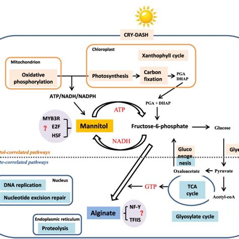 Schematic Representation Of Putative Transcriptional Regulatory Model Download Scientific