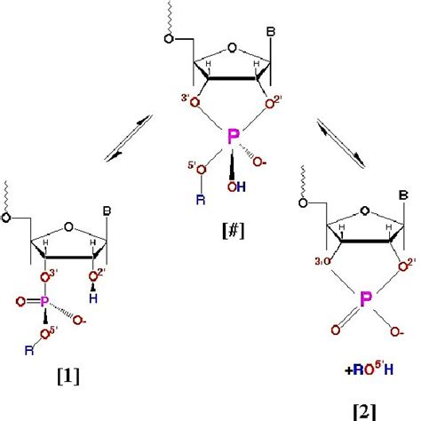 Scheme Of A Single Strand Of A Typical Rna Structure With The Four