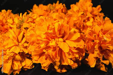 Top 100 flor de cempasúchil png Abzlocal mx