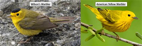 17 Birds That Are Yellow In Florida Id Guide Bird Watching Hq