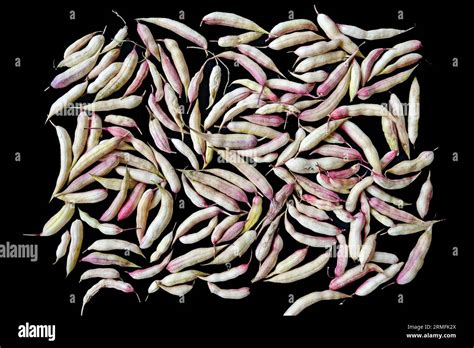 El rábano Raphanus raphanistrum subsp Sativus una raíz vegetal