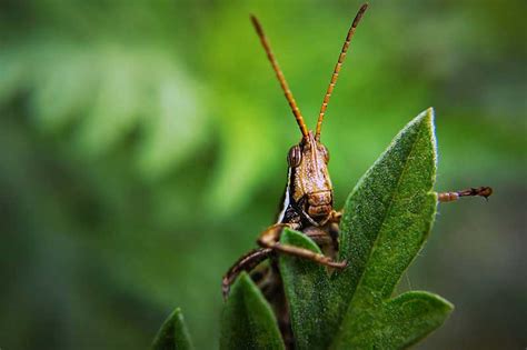 Do Grasshoppers Bite Wildlife Informer