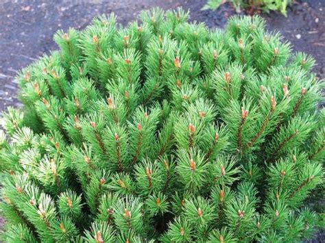 Сосна горная Мопс Pinus Mugo Mops фото и описание посадка уход использование в ландшафтном