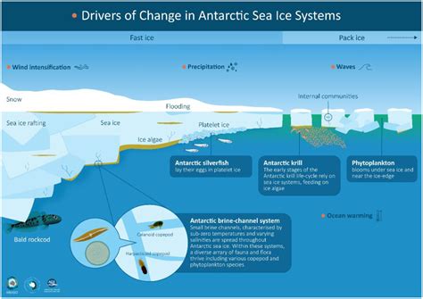 Longterm Variability Of Antarctic Krill And Salp