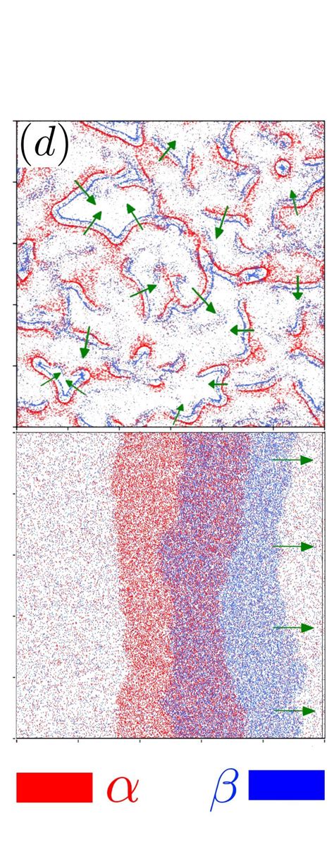 Simulations Of Two Species Of Rtps With Qs Interactions A C Self