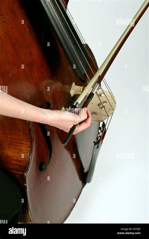 Generic Double Bass Bow On The String Playing Position And Bow Grip