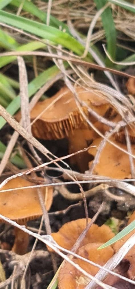What Is This Species Tasmania R Mycology