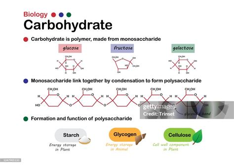 Glycogen Structure Diagram