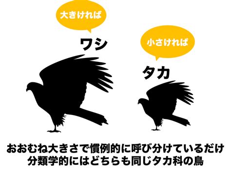 生き物の種類・ウェブ図鑑、身近な虫やプランクトン、鳥など ｜スモールズー