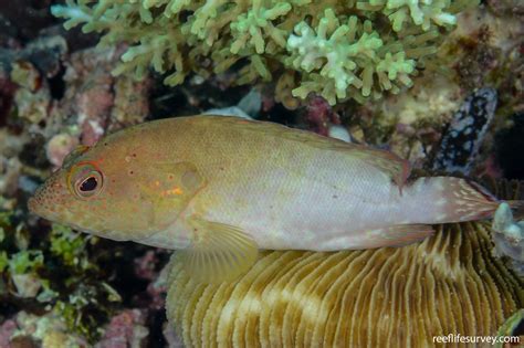 Cephalopholis Leopardus Leopard Rockcod Reef Life Survey