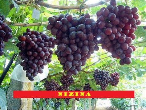 Anggur Jenis Nizina Pohon Anggur Genjah