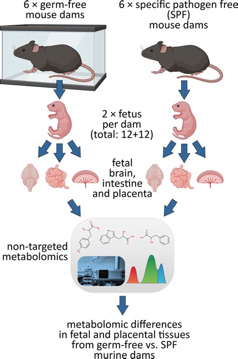 Experimental Design Fetal And Placental Tissues Were Collected From