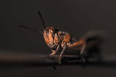 Crouching Grasshopper Gripping Onto Grass Blade At Laramie Greenbelt