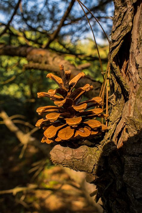 松塔 松树 森林 Pixabay上的免费照片 Pixabay