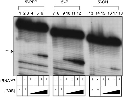 A 5′ Terminal Phosphate Is Required For Stable Ternary Complex