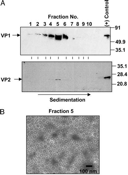 Generation Of Virus Particles From Cells Expressing Subgenomic Rna Download Scientific Diagram