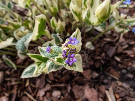 Siberian Bugloss Brunnera Macrophylla Variegata With Green Leaves