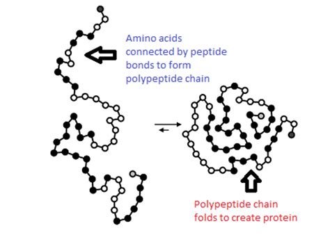 Biosynthesis Examples 6 Essential Processes That Drive Innovation