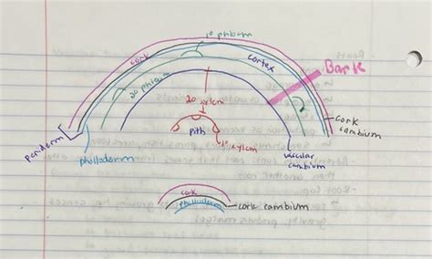 Exam 2 BIOL 211 Flashcards Quizlet