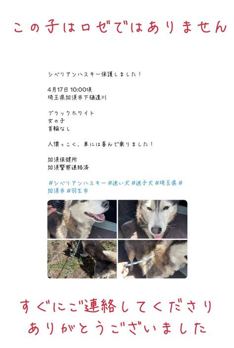 ロゼまま迷子犬捜索中茨城県神栖市 On Twitter Snsに目を光らせてくれている方々がたくさんいるおかげですぐに連絡がきてとても